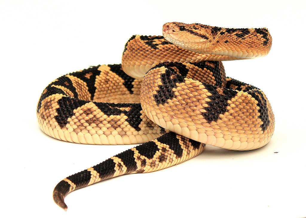 Saúde Animal: INTOXICAÇÕES - SERPENTES