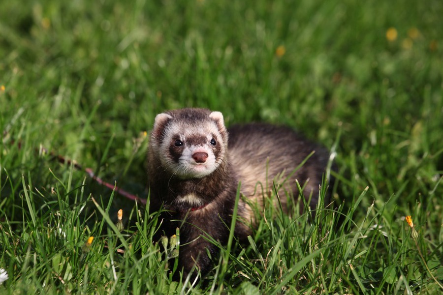 Ferrets as pets. They're cute they are. Instructions for future owners ...