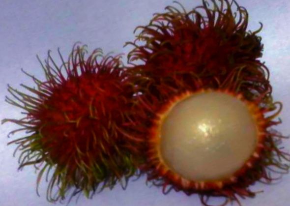 In Pinay's Tummy: TASTE OF MINDANAO: RAMBUTAN