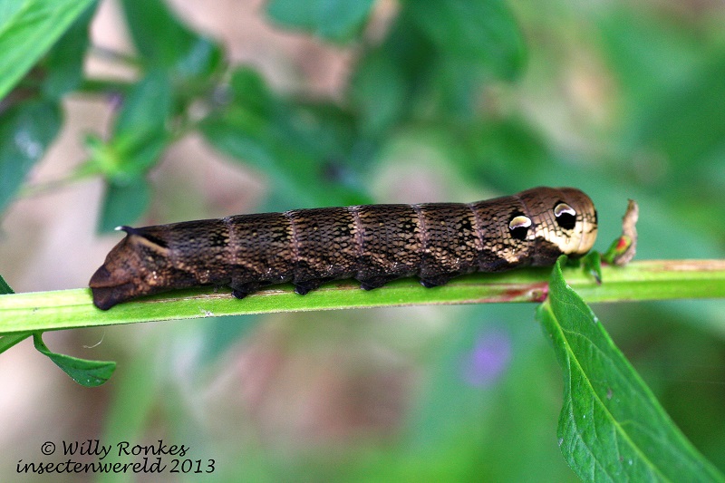 INSECTENWERELD: Monsterachtig mooie rupsen