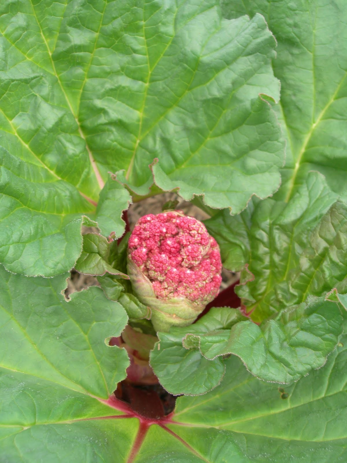 Polystyrene Garden Junkie