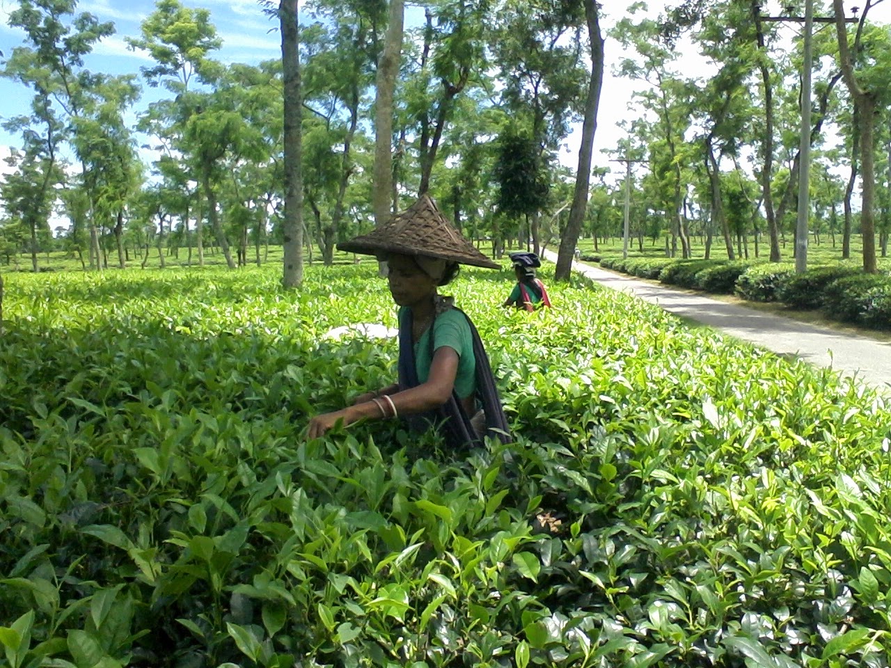 Sylhet and Srimangal tours with Bangladesh Expeditions