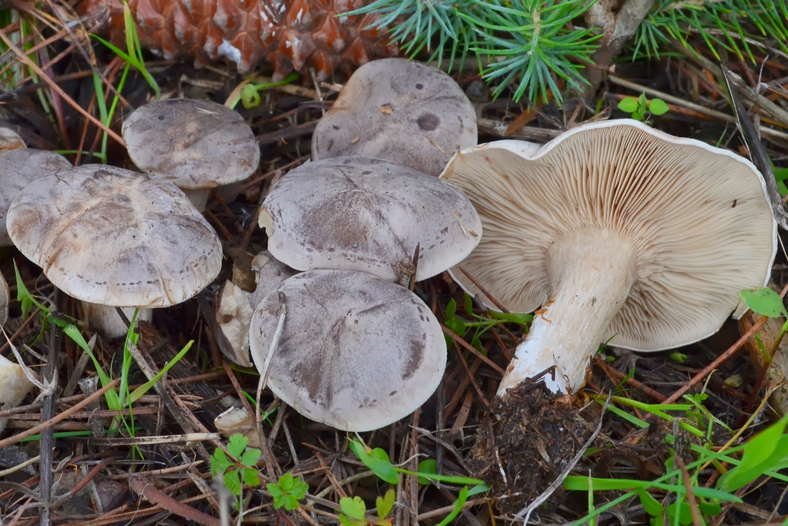 Setas Extremadura : Lepista Rickenii