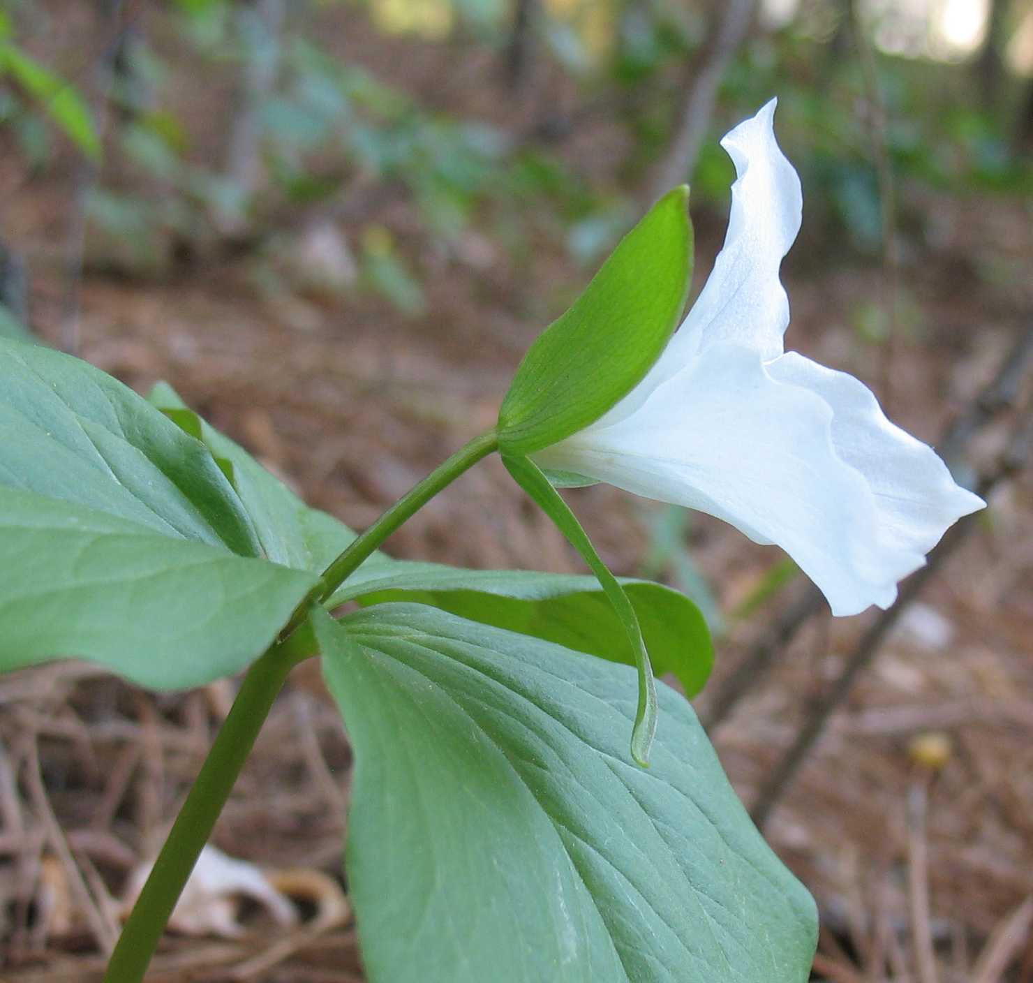 Using Georgia Native Plants: Trilliums - a Georgia specialty
