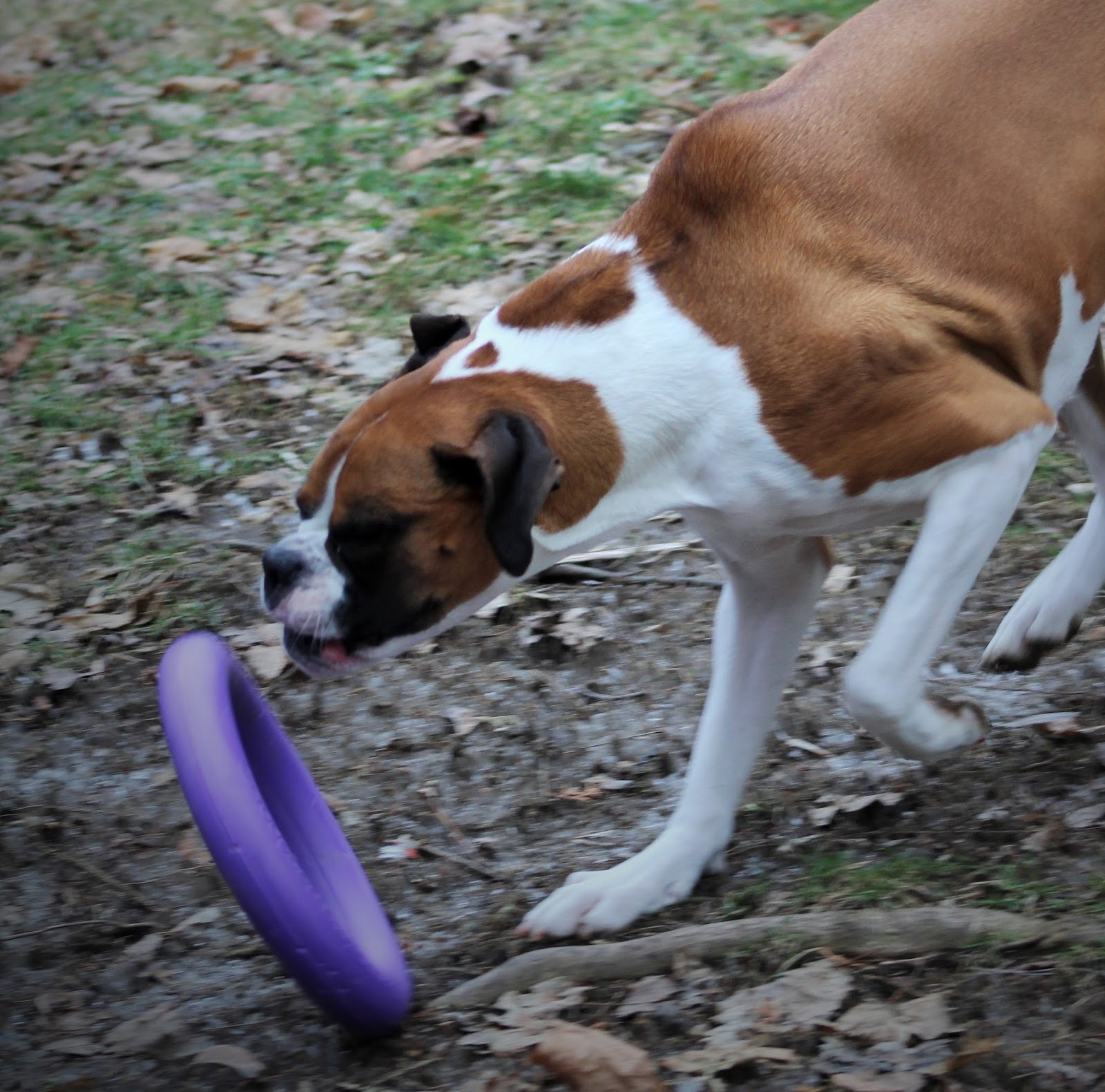 Dog Madness: Puller An Unique Interactive Training Device For A Healthy ...
