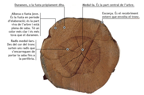 LA FUSTA, TIPUS, TRACTAMENTS I TREBALLS SOBRE LA FUSTA