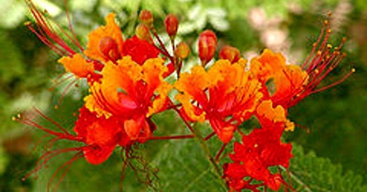 25+ Bunga Merak Adalah, Percantik Ruangan!