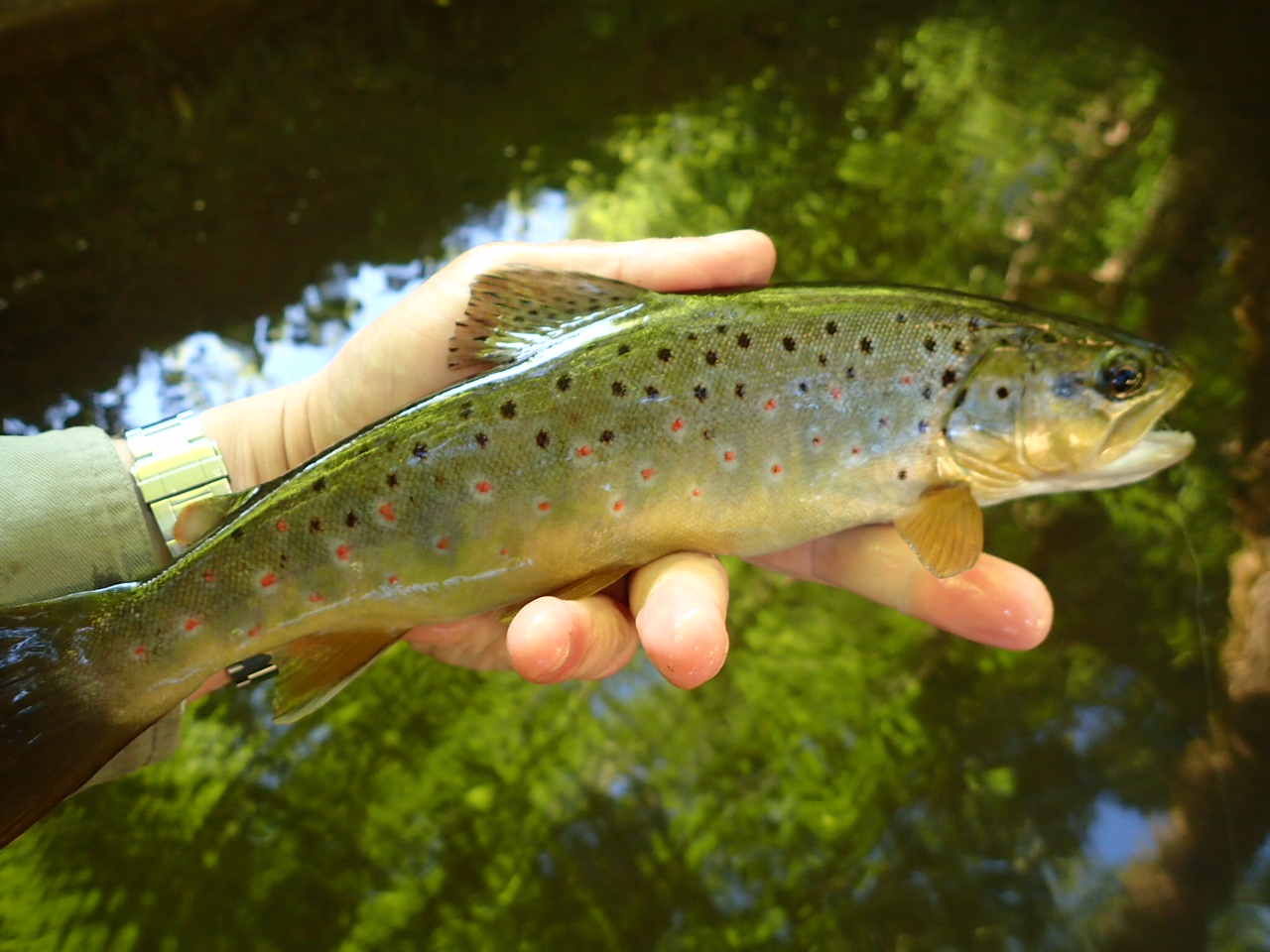 Becks and Brown Trout, Bamboo too: Brown Trout colours and spots