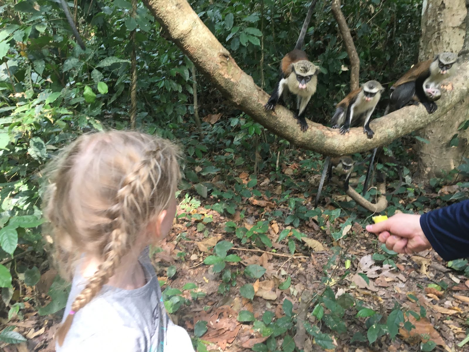 Tafi Atome Monkey Sanctuary
