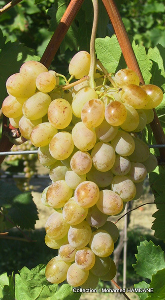 CULTURE et PATRIMOINE DE TUNISIE EN IMAGES- MOHAMED HAMDANE-ثقافة وتراث ...