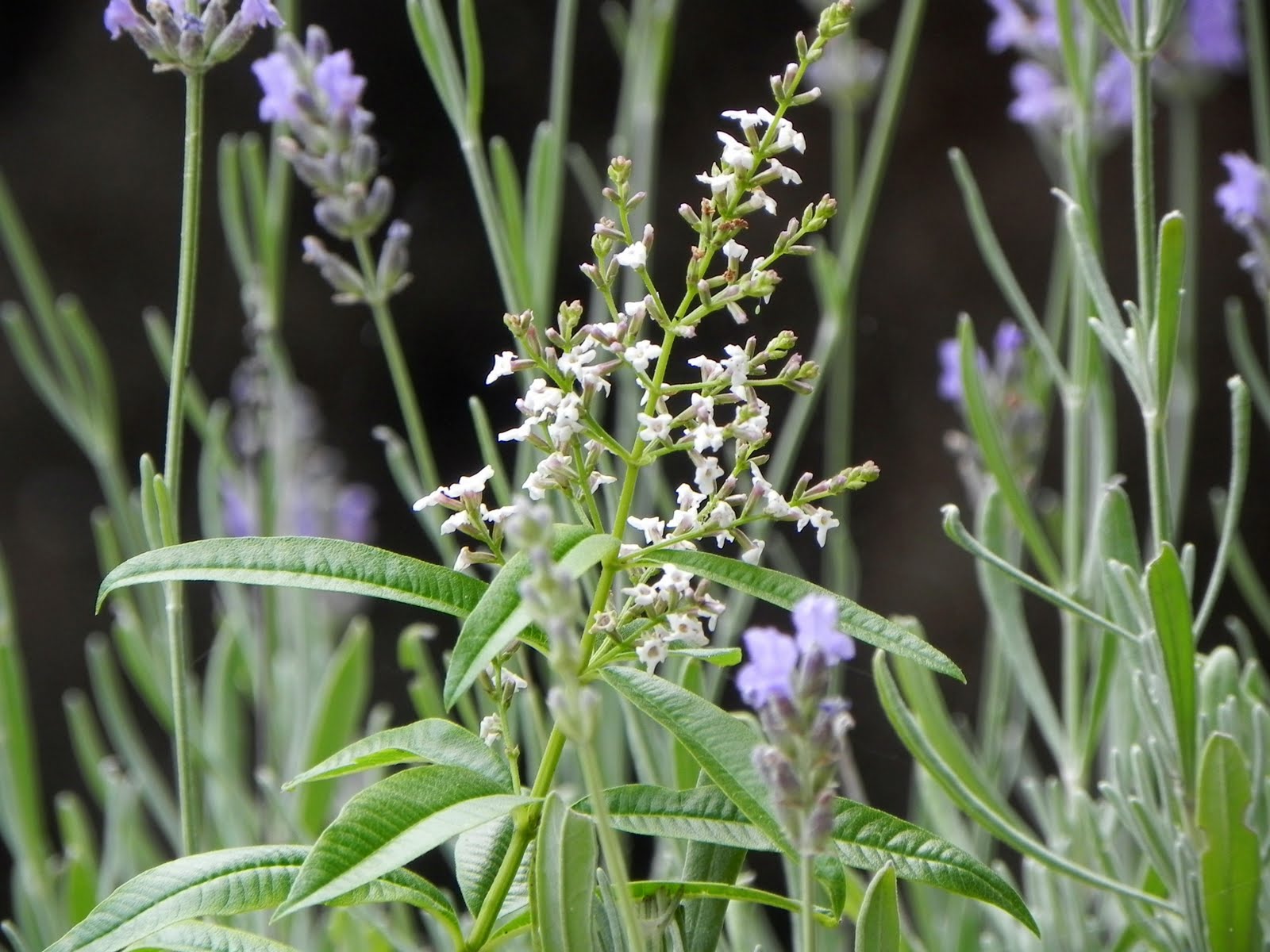 Babzy Photos Blog: lemon-verbena flowers / fleurs de Verveine-citron