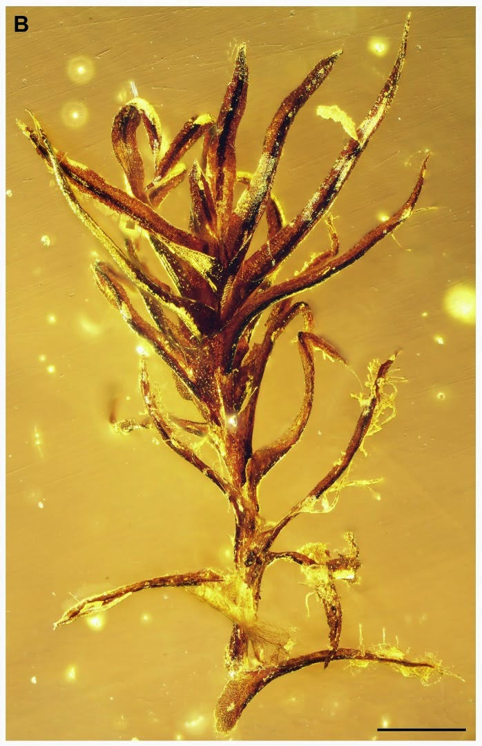 Moss Plants and More: 2015