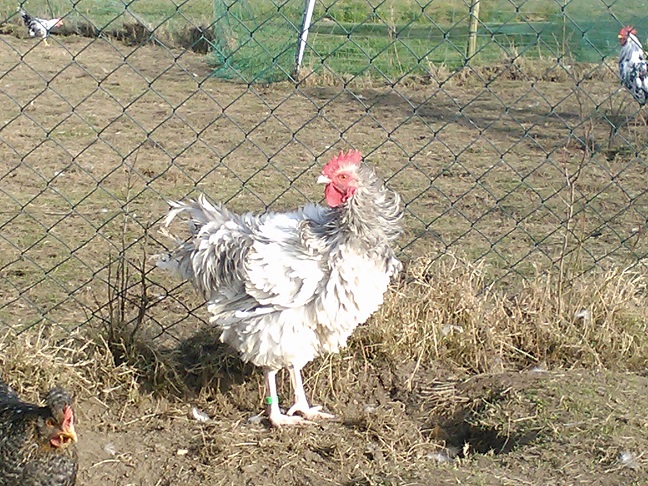 Hühnerhof Juesven - glückliche, grosse Hühner - Hühnerhaltung-mit-Herz ...