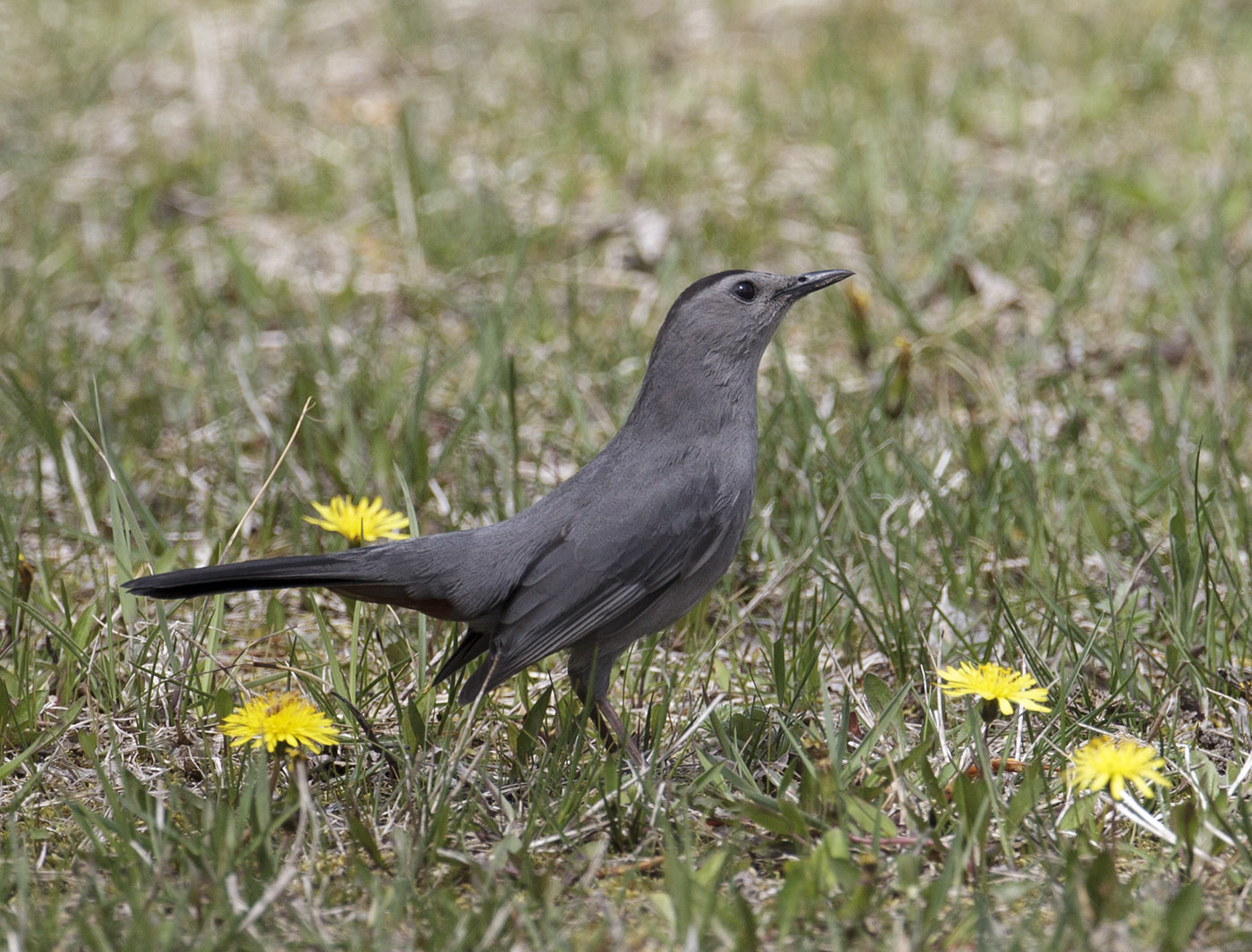 pewit: Brown-headed Cowbird, Grey Catbird and Common Grackle