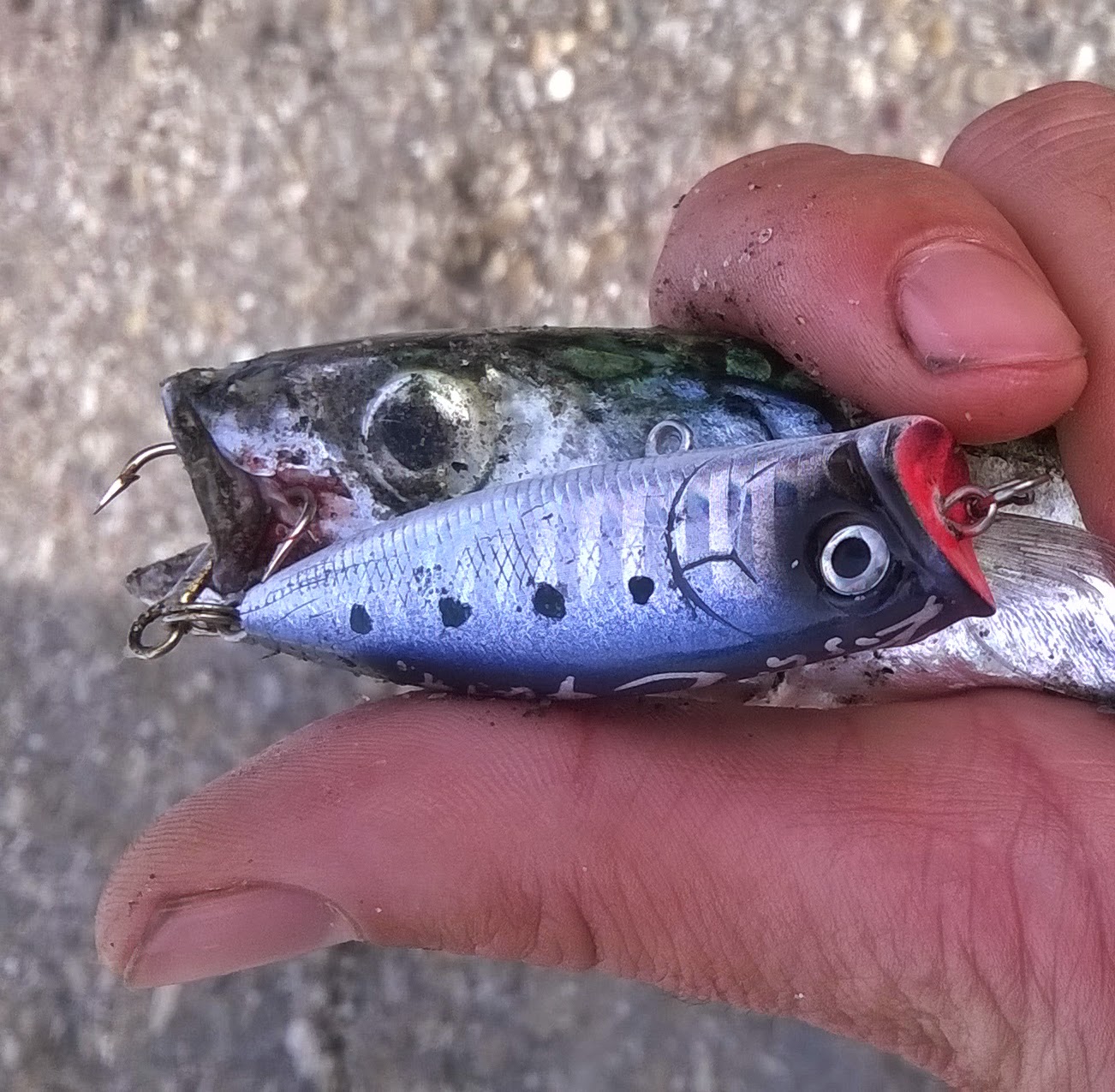 Pesca deportiva en las Rias Gallegas: 1º Capturas a Popper Glopper 55 ...