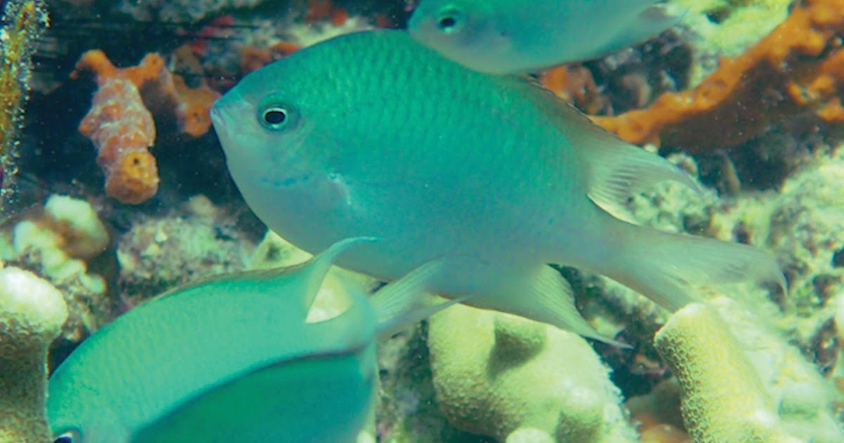 Species New to Science: [Ichthyology • 2017] Altrichthys alelia • A New ...