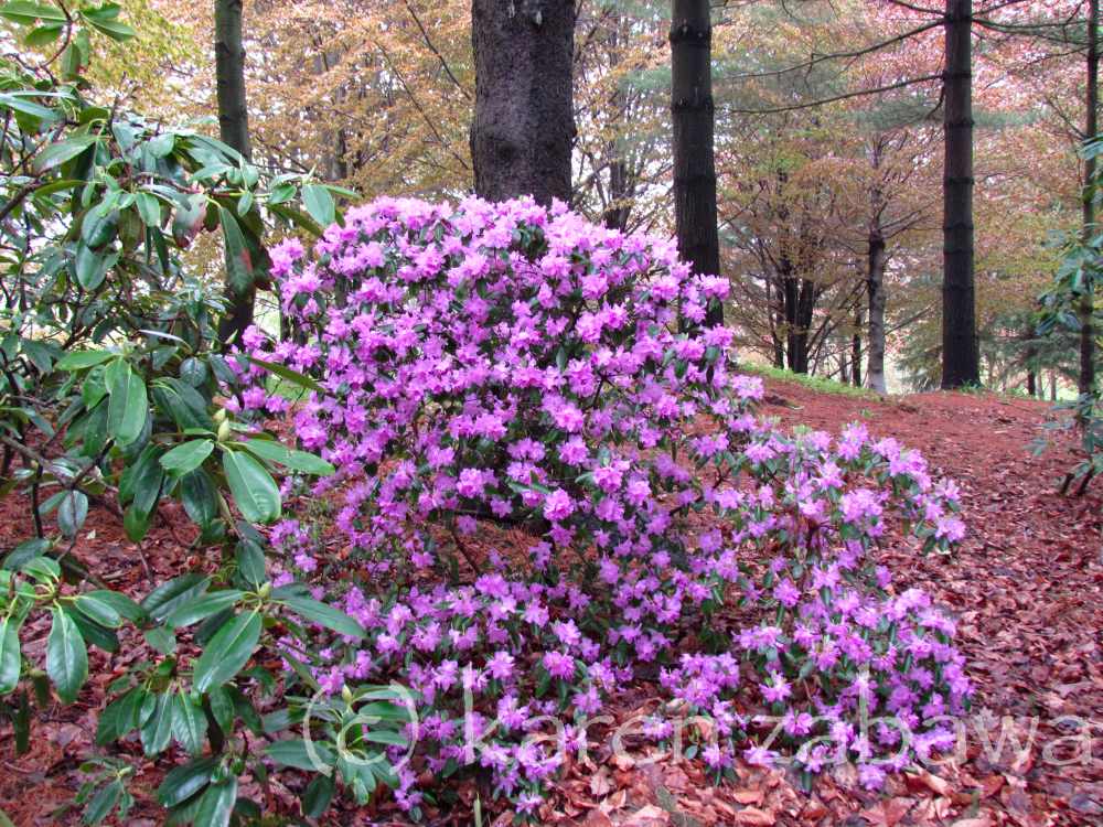 Brueckner Rhododendron Gardens: PJM Rhododendrons Peak Bloom ...