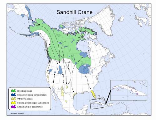 KY Natural Inquirer: Sandhill Crane Migration