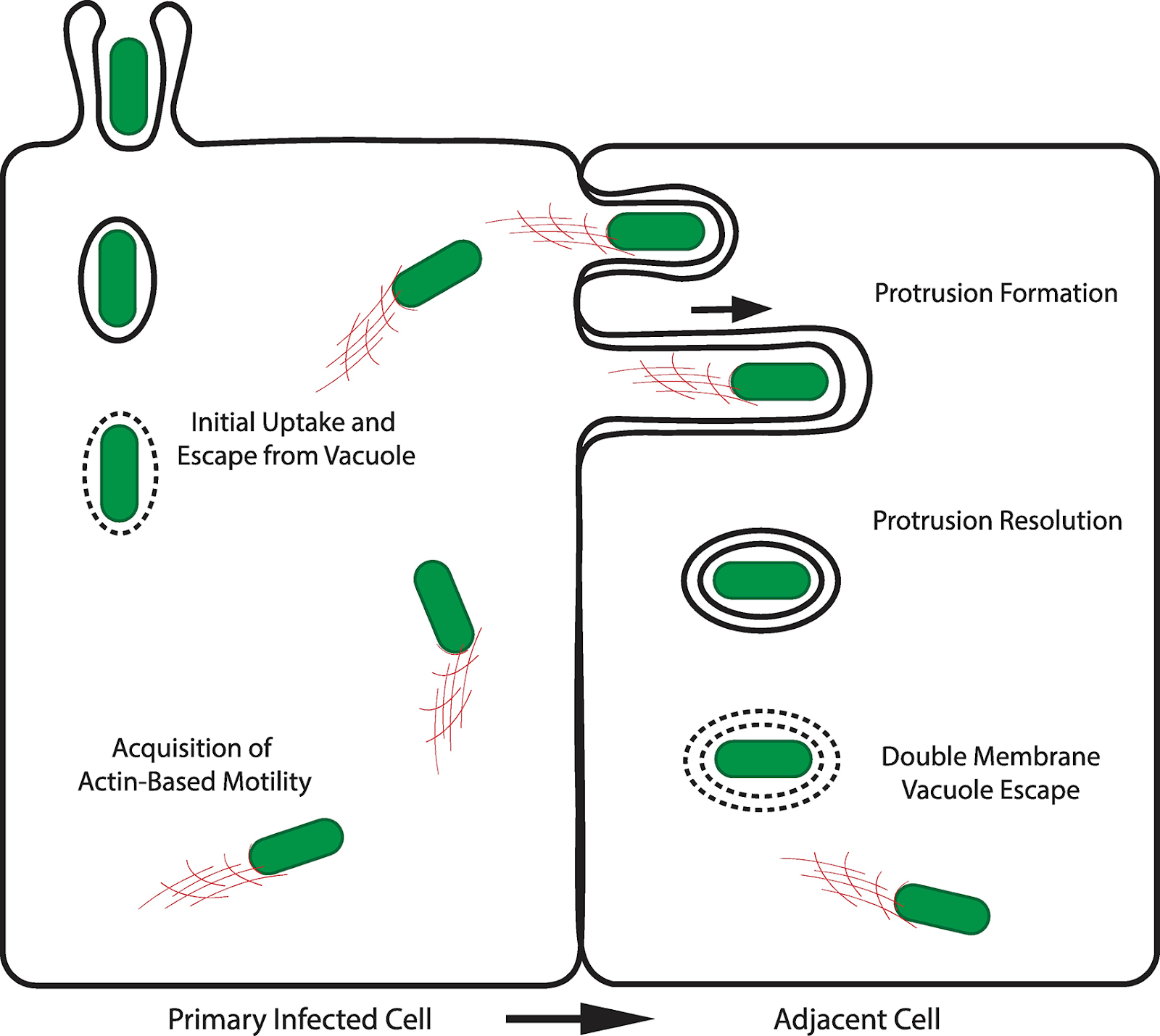 BIOSEGURIDAD Y BIOCUSTODIA: Principles of intracellular bacterial ...