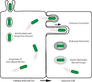 Principles of intracellular bacterial pathogen spread from cell to cell