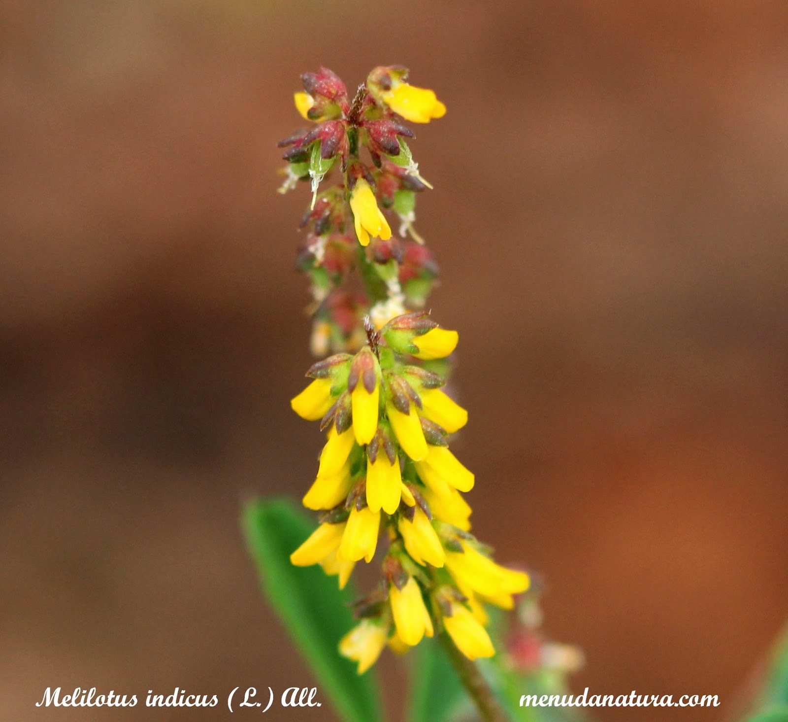 Menuda Natura: Melilotus indicus (L.) All.