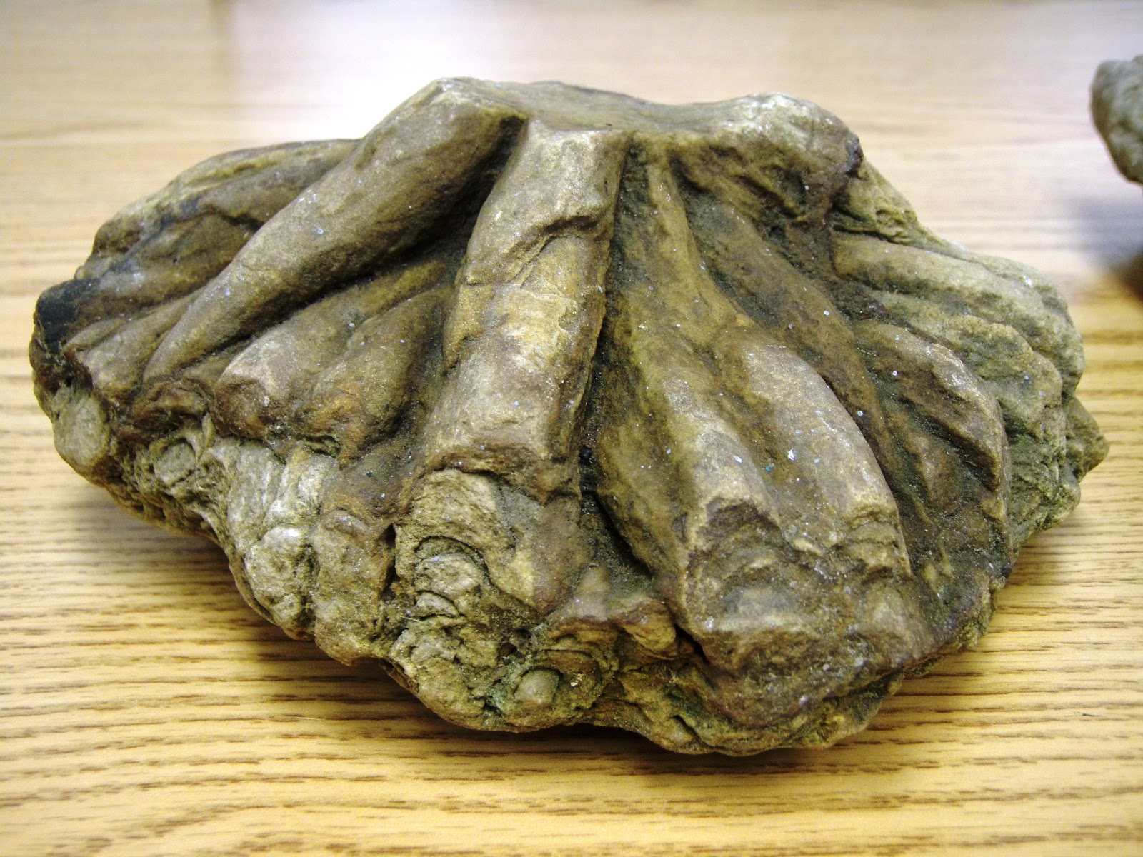 Get Your Botany On!: Prehistoric Plants?