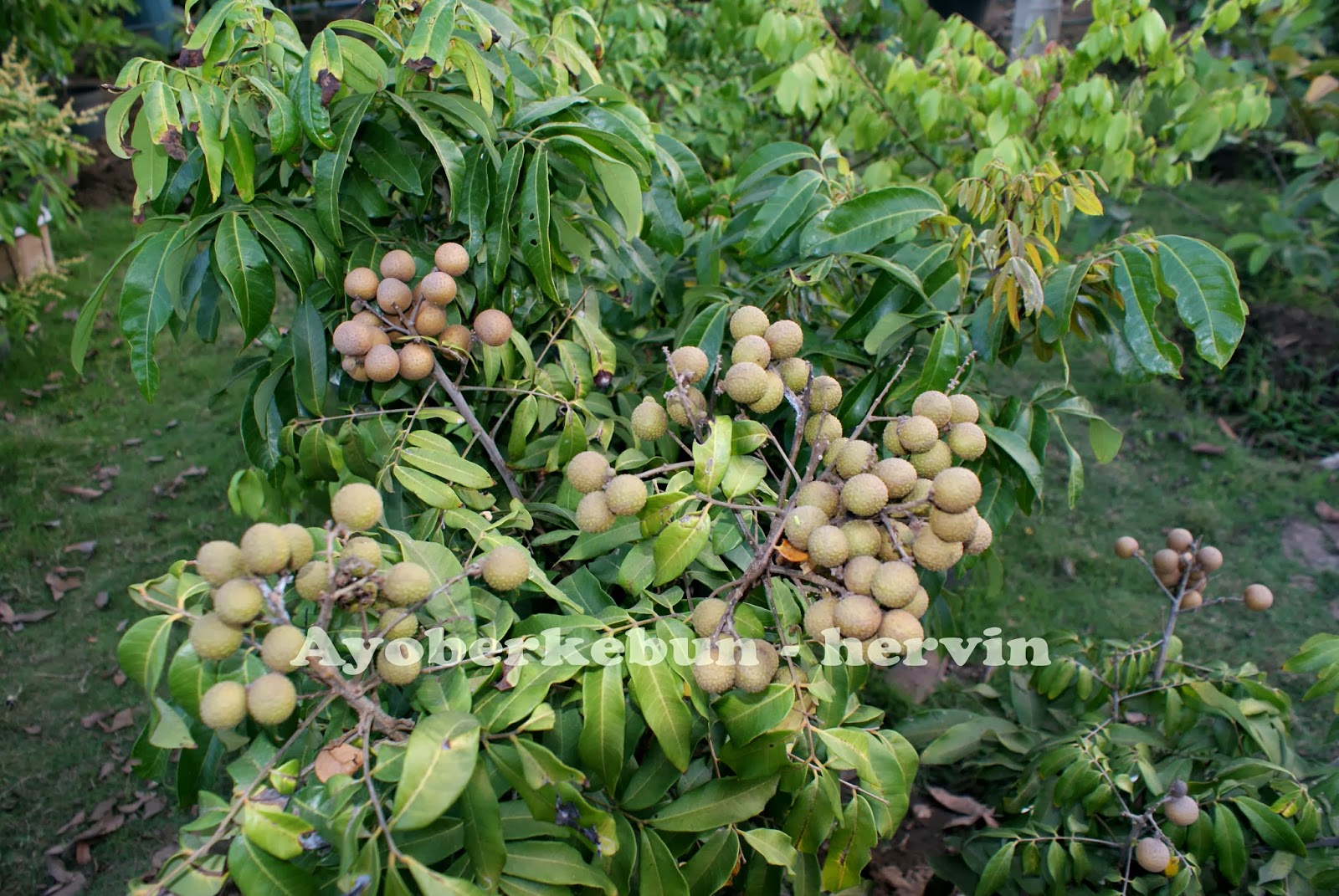Ayo berkebun: Lengkeng Lokal apa ini