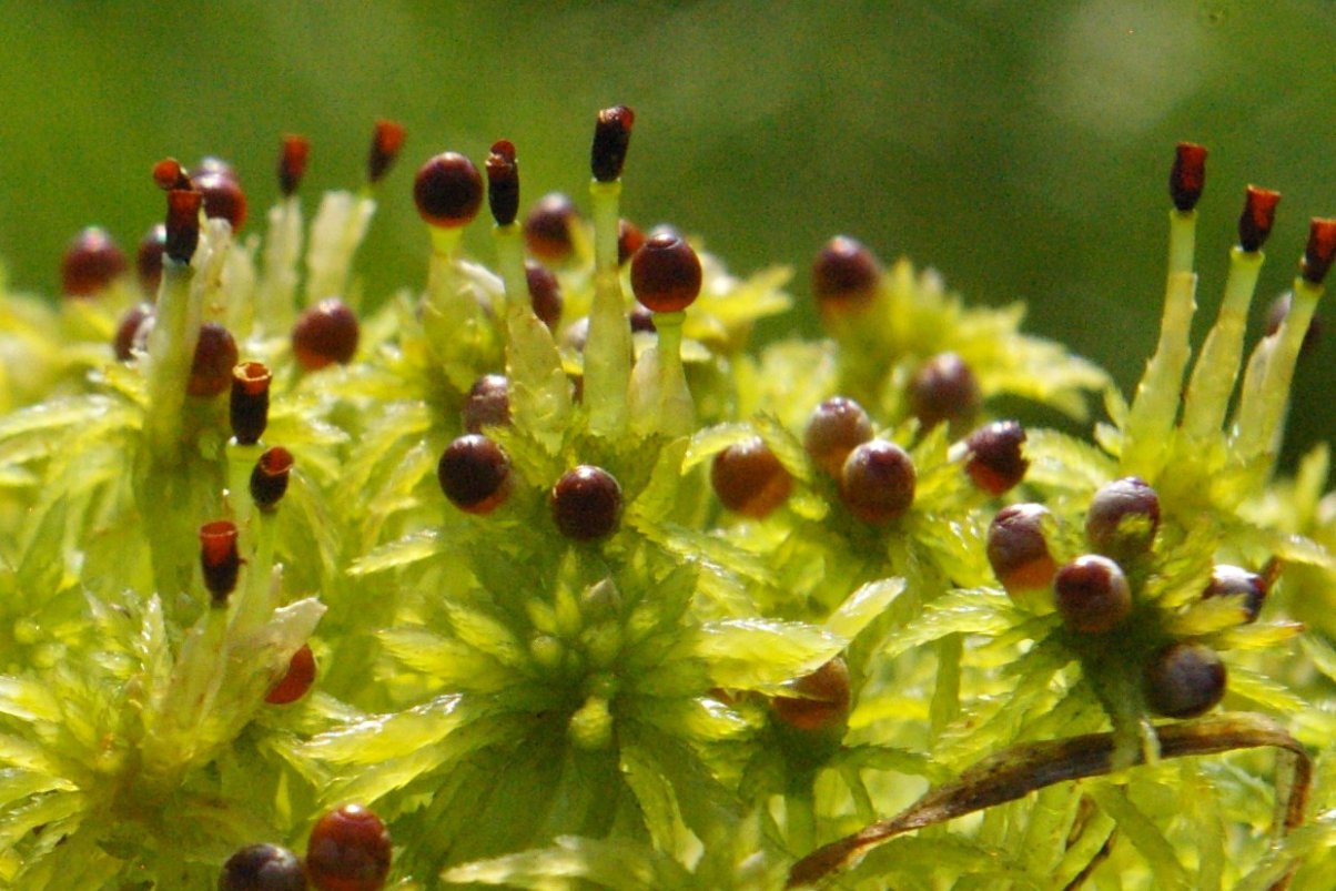 Growing Sphagnums moss! : Venus Fly Trap Care Questions