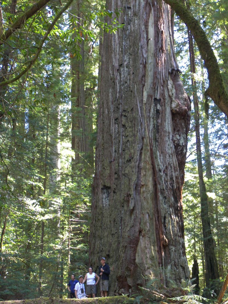 SCIENCE EXPLORATION: TREEs