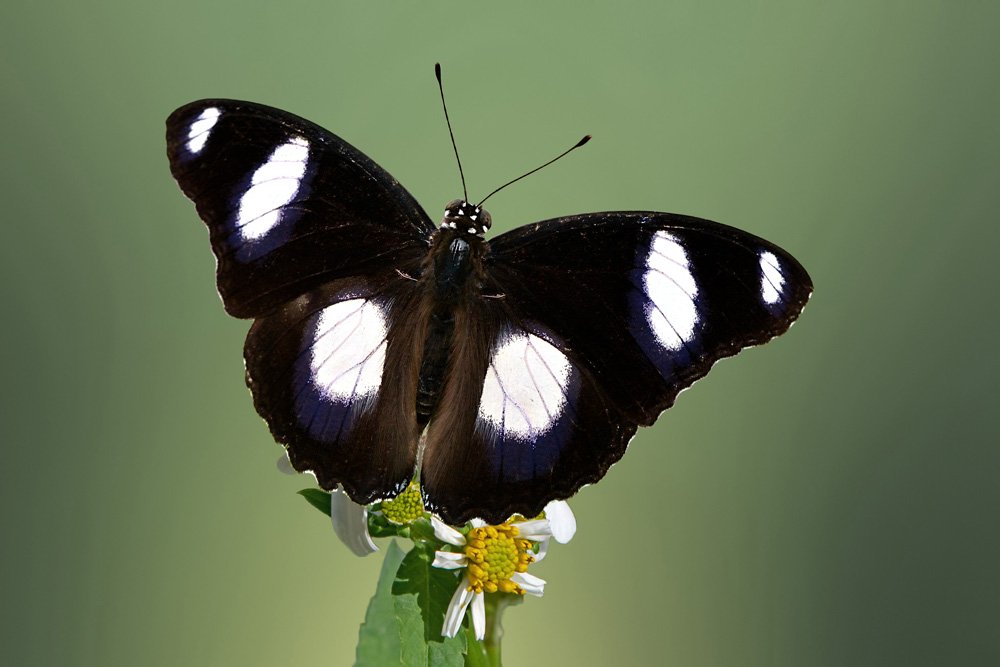 Hypolimnas misippus DATASHEET | BugsAlive