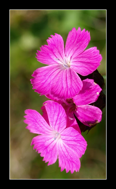 EvaMaria: Poľné kvety