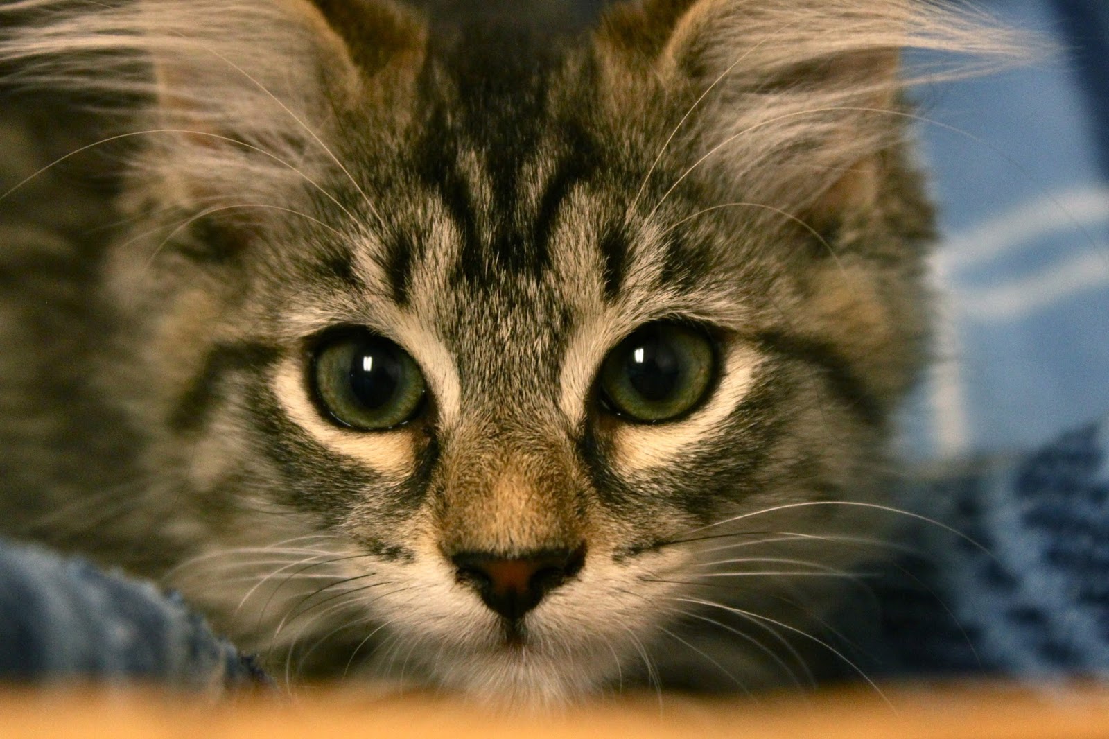 Lake Humane Society: The Animals at LHS Need Your Help