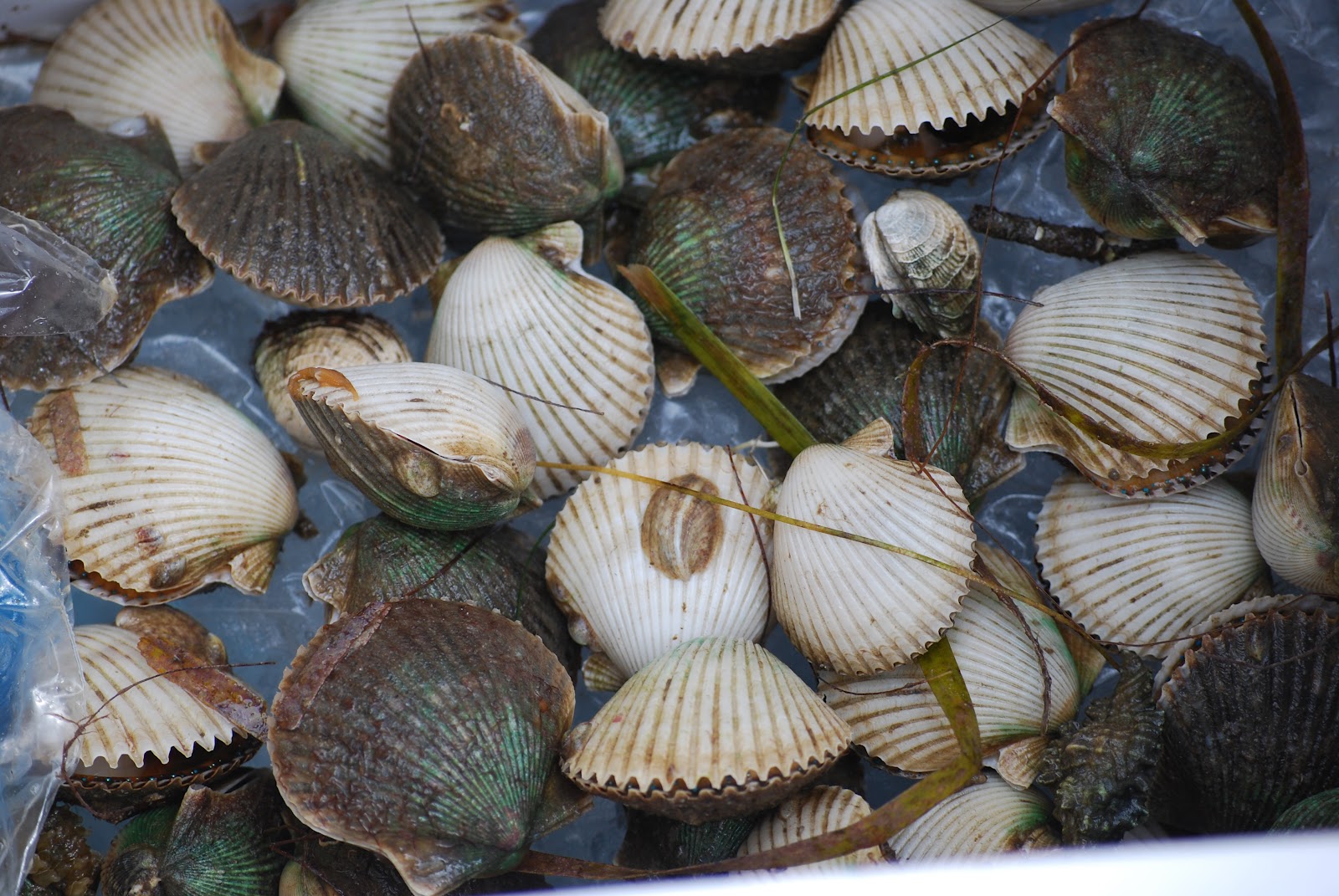 365 Thru Amy's Eyes: Scallops - from Gulf to Table