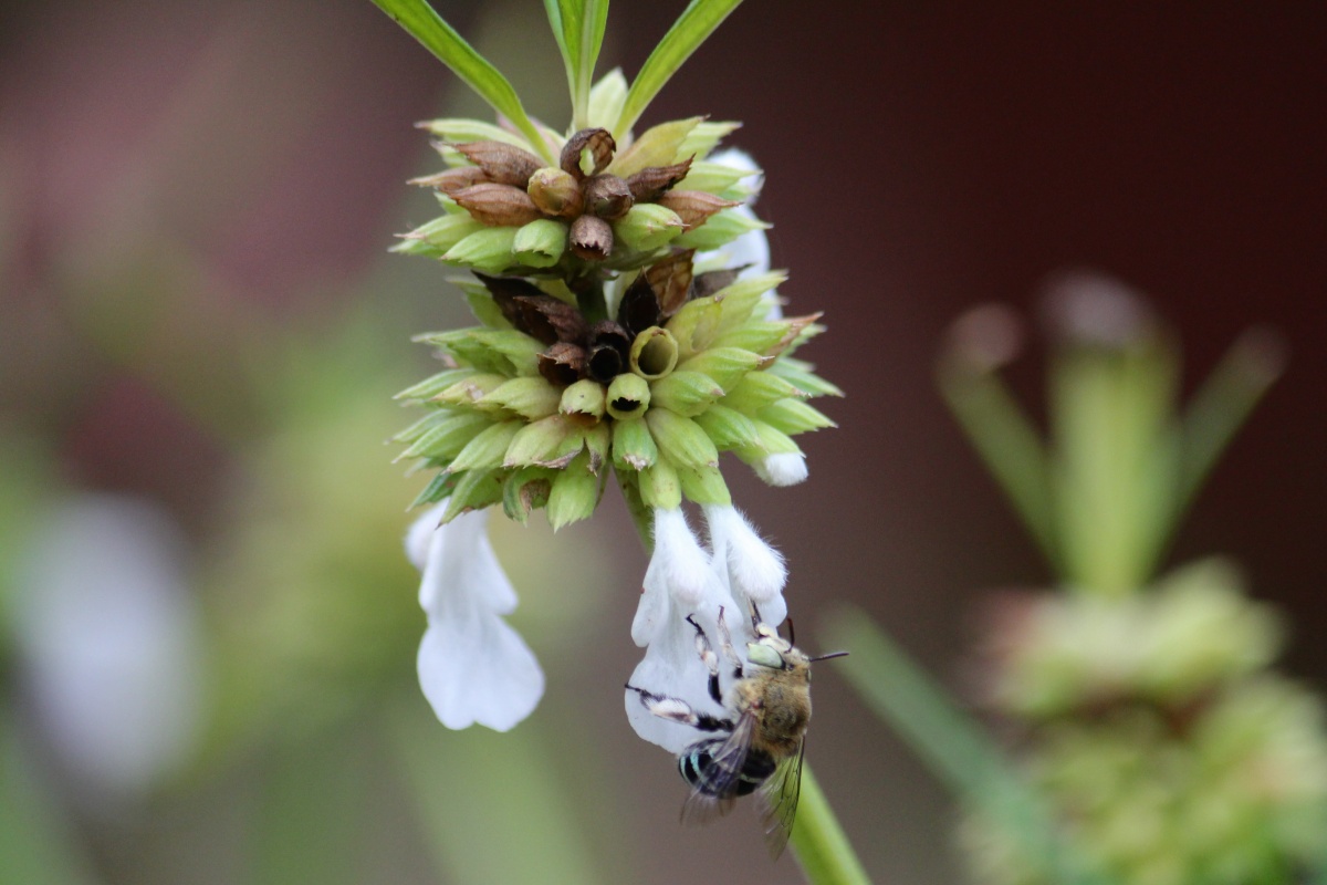 Life at Dharwad: ತುಂಬೆಹೂವು ಮತ್ತು ಜೇನುಹುಳ