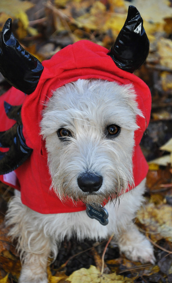 Three Dogs in a Garden: Little Devil in Disguise