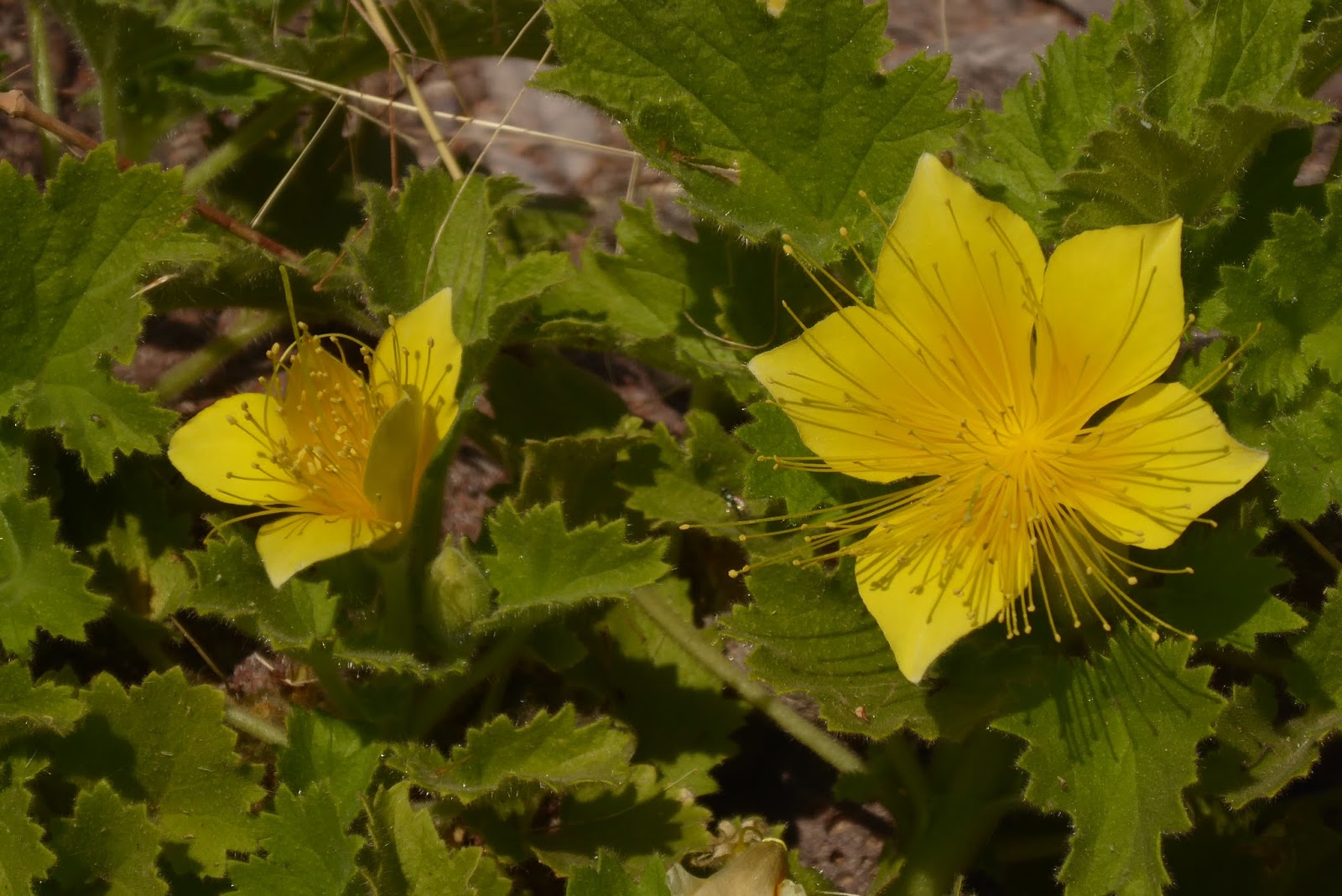 Go Around the Bend: A Lost Oasis, Crystal Hill, and Jello Plans Firming Up