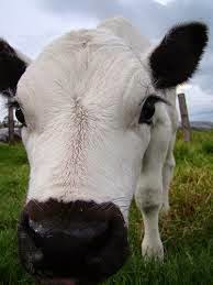 RAZAS BOVINAS CRIOLLAS DE COLOMBIA: BLANCO OREJINEGRO