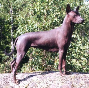 Dog Site: Dog Breeds - Xoloitzcuintli