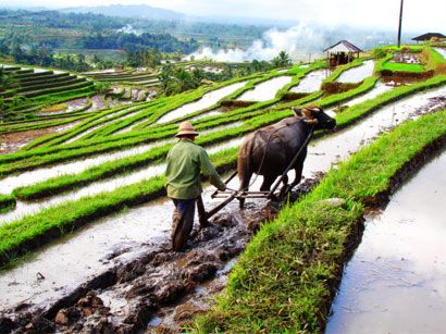 Bali Free Information: Subak – The Balinese Traditional Irrigation System