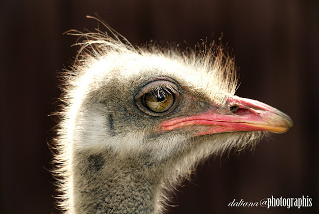 Photographis: The Ostrich (Struthio camelus)