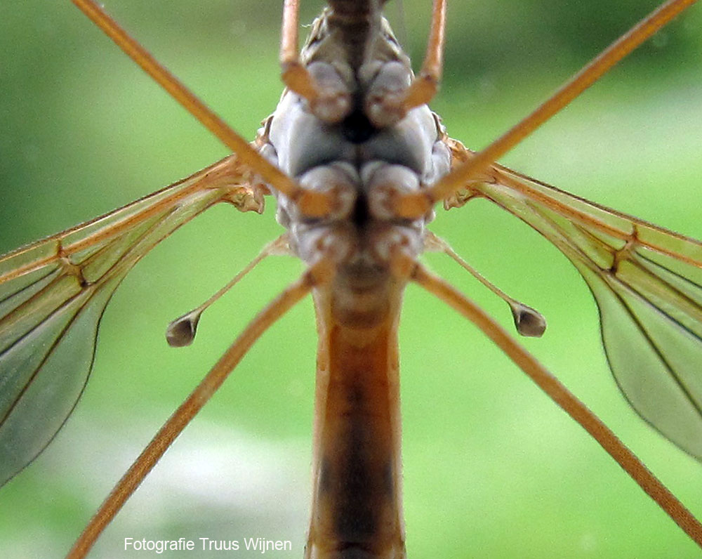 Wandel-, Fiets- en FotografieWeblog: Langpootmug (Tipula oleracea)