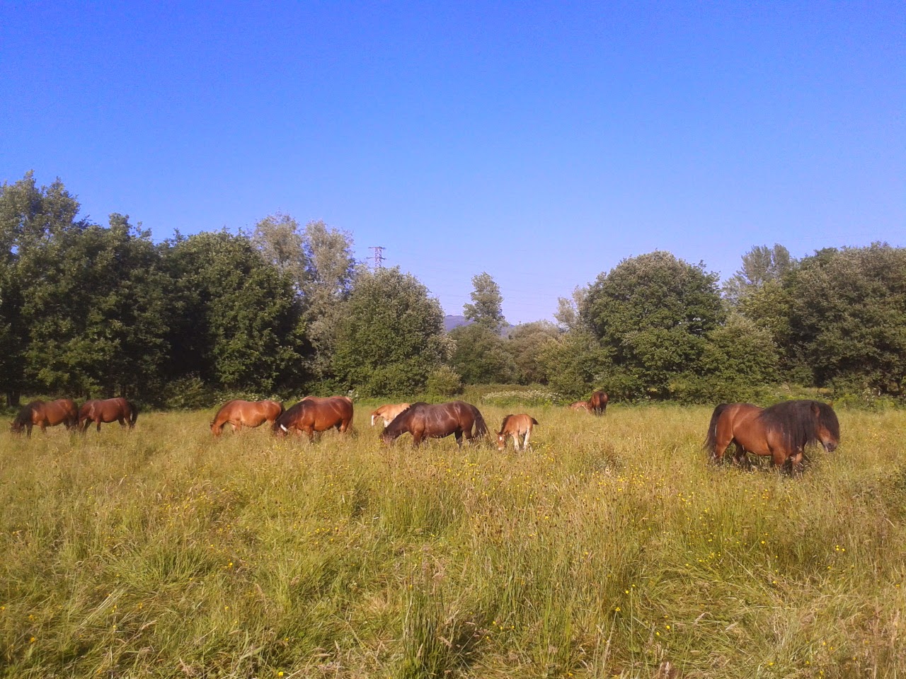 Euskal Herriko Mendiko Zaldia: 05/26/14