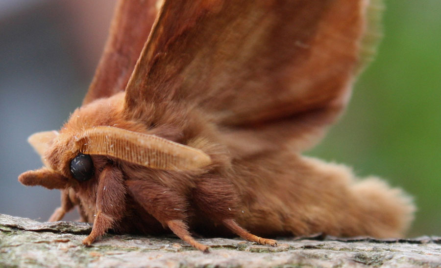 Mandy West Wildlife Photography: A Couple of Moths from 4/5th July 11