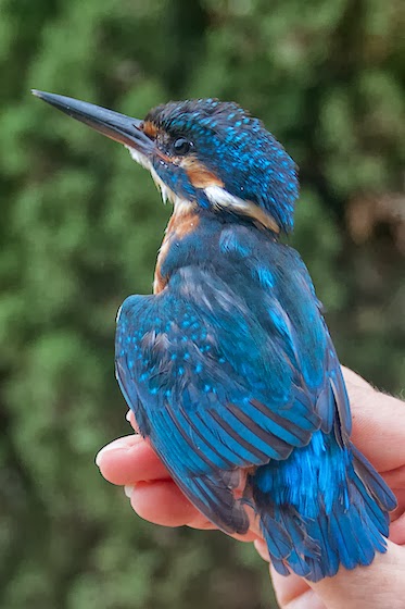 Charlie Sargent's bird ringing: Portuguese Ringing