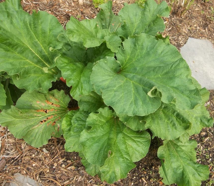 Future Plants by Randy Stewart: Ornamental Rhubarb