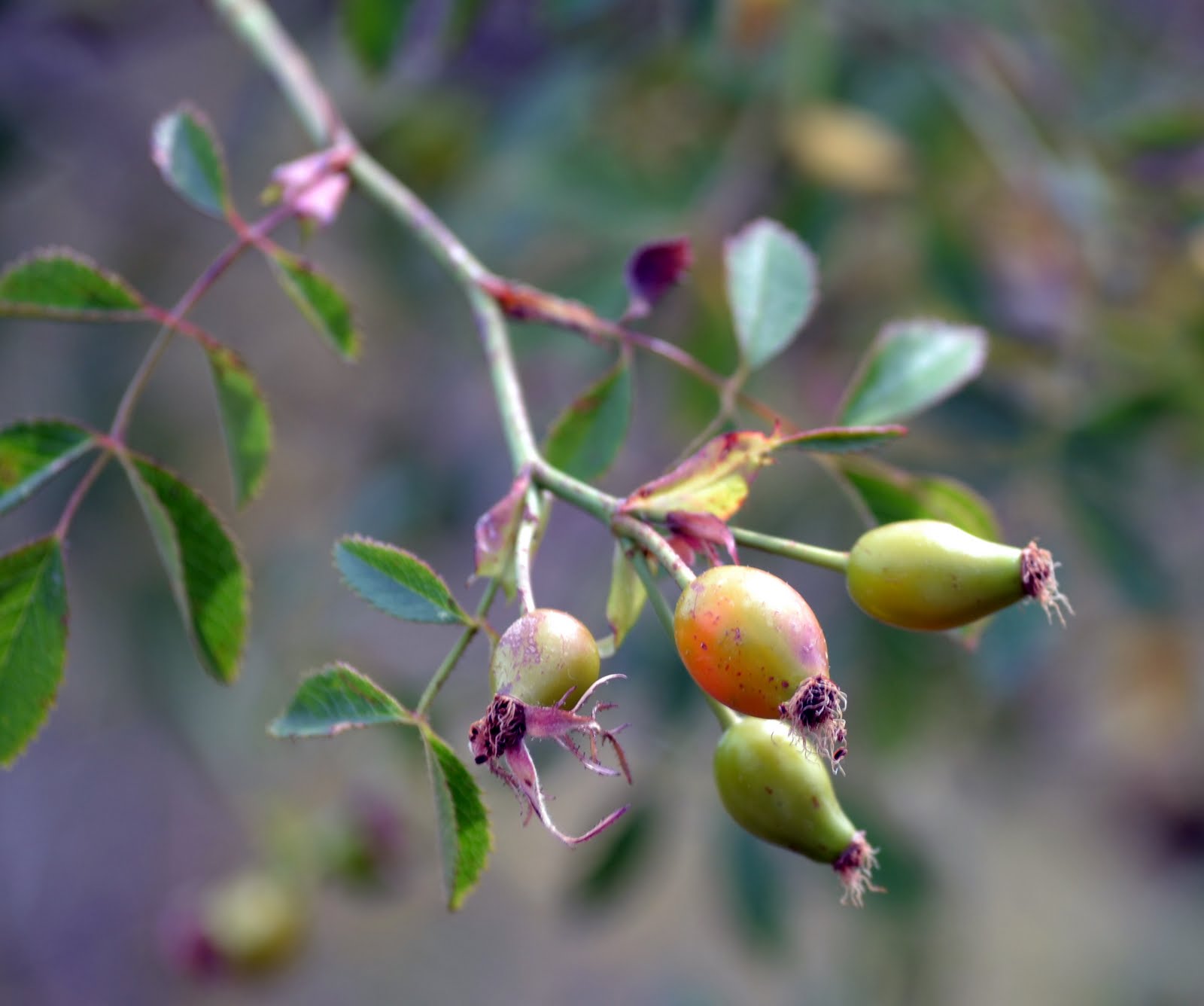 EN EL MONCAYO: Rosal Silvestre (Rosa sp.)