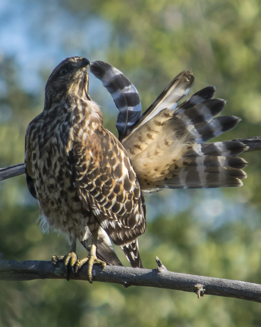 Red-Shouldered Hawk ~ Rocklin Wildlife