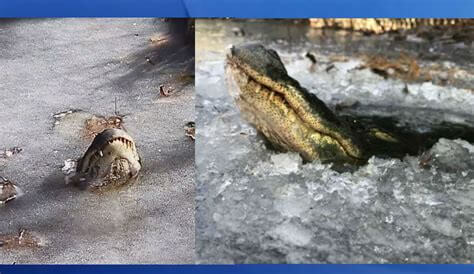 Storytelling + Research = LoiS: January 2019