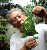 Naturalist's World - Dr Abe V Rotor : Beware of the Higad! (Tussock ...