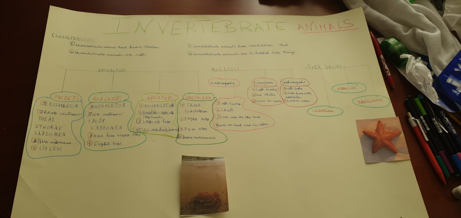 1º INTERNIVEL: INVERTEBRATE ANIMALS PROJECTS